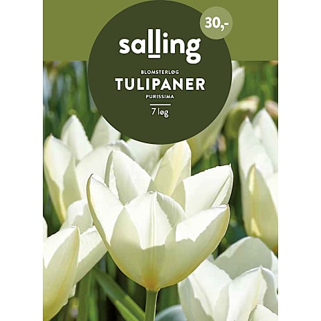 Tulipan, Tulips purissima 7 løg | Køb på Bilka.dk!