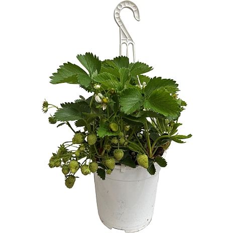 Jordbærplante, Fragaria elsanta, 20 cm potte | Køb på Bilka.dk!