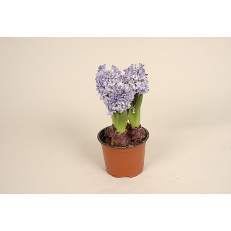 Hyacint, Multiflora, 11 cm potte | Køb på Bilka.dk!