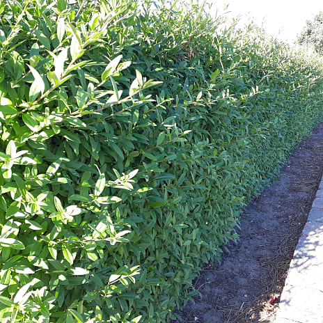 Liguster 100-120 cm - hæk - 10 stk. pr. bundt | Køb på føtex.dk!