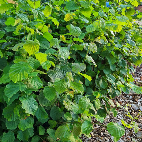 Hassel 30-50 cm - hæk - 25 stk. pr. bundt | Køb på Bilka.dk!
