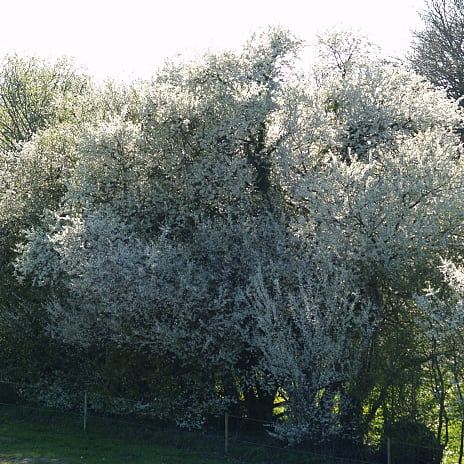 Mirabelle 30-60 cm - træ - 25 stk. pr. bundt | Køb på føtex.dk!
