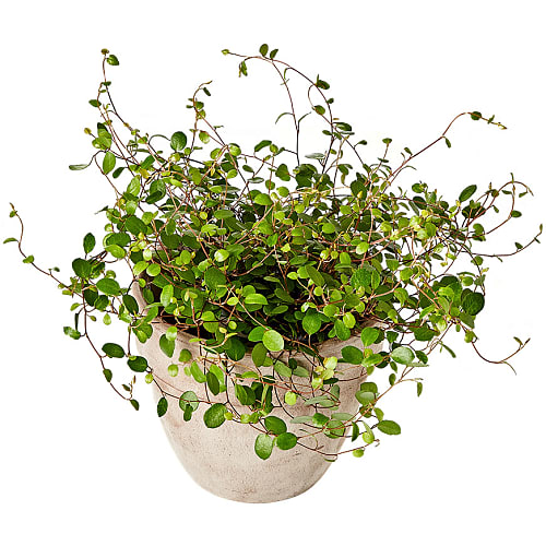 Planter & træer | Bestil dagligvarer online | BilkaToGo