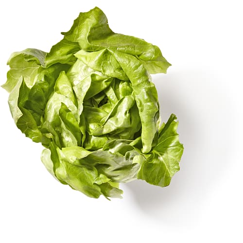 Salat | Vælg mellem forskellige salattyper | BilkaToGo