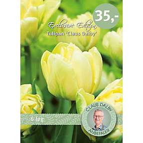 Tulipan, Tulips exclusive edition 6 løg | Køb på Bilka.dk!