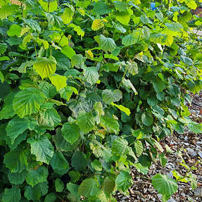 Hassel 30-50 cm - hæk - 25 stk. pr. bundt | Køb på Bilka.dk!