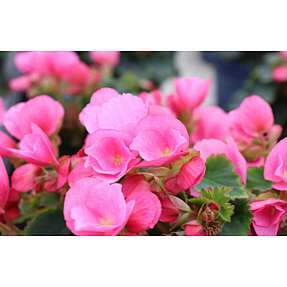 Betulia, 12 cm potte | Køb på Bilka.dk!